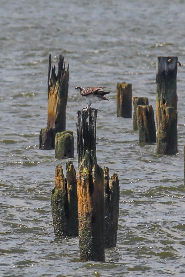 MICHAEL-BIRD-SEPT23-Osprey West Village | The Village View