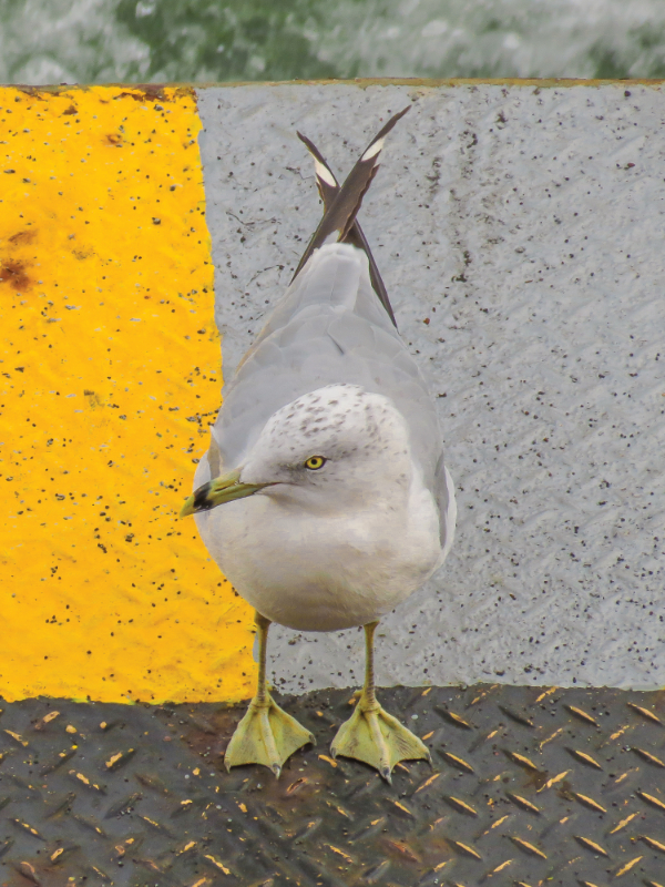 MICHAEL-BIRD-OCT23-1 Ring-billed Gull | The Village View