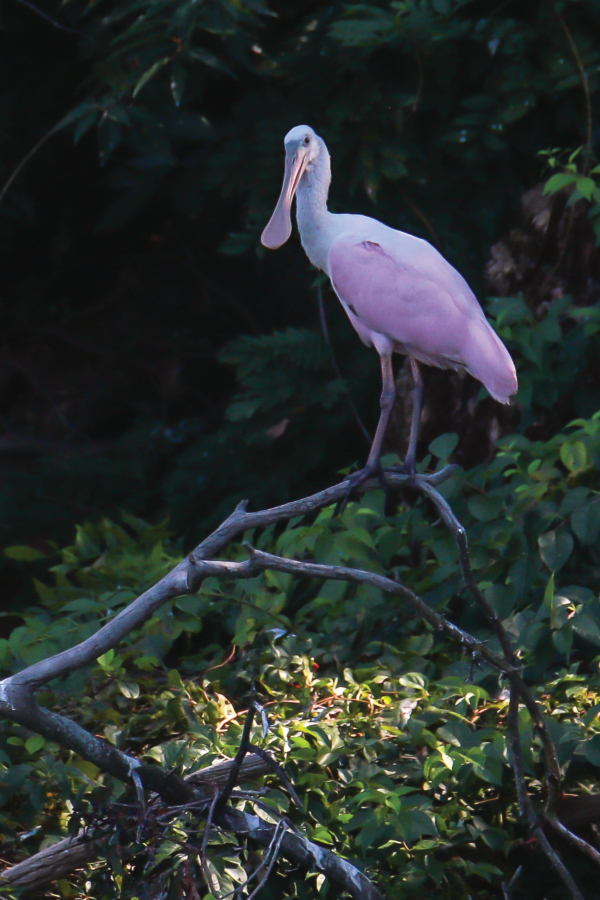 MICHAEL-BIRD-OCT23-2 Roseate Spoonbill | The Village View
