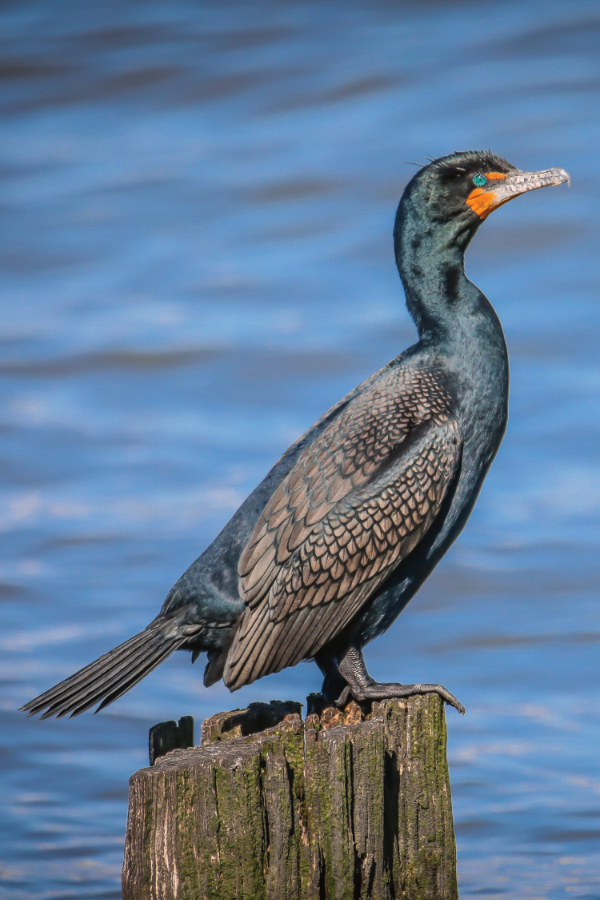 MICHAEL-BIRD-OCT23-3 Double-crested Cormorant | The Village View