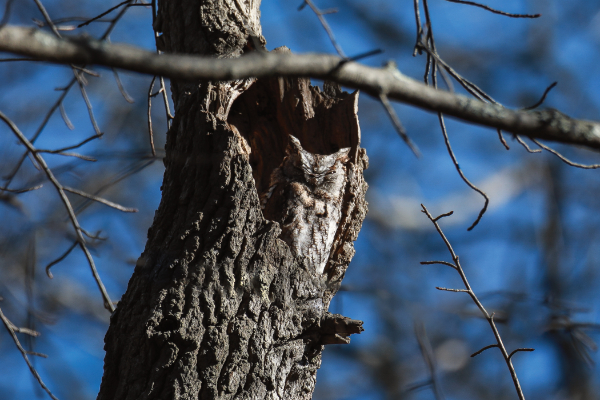 MICHAEL-BIRD-MAR24-03 Gray Eastern Screech Owl | The Village View