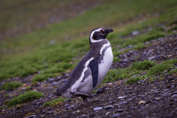 MICHAEL-BIRD-DEC24-01 Magellanic Penguin 0X0A1190 | The Village View