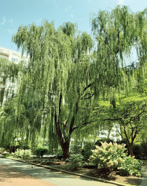 SILVER-TREES-MAY25 | The Village View